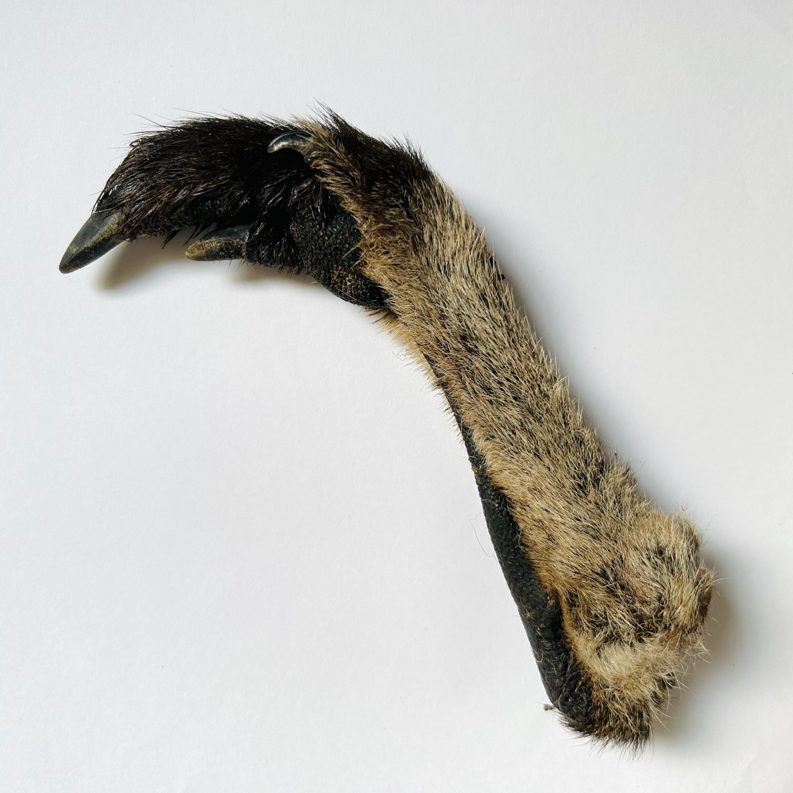 Wallaby Foot – Cronch Co