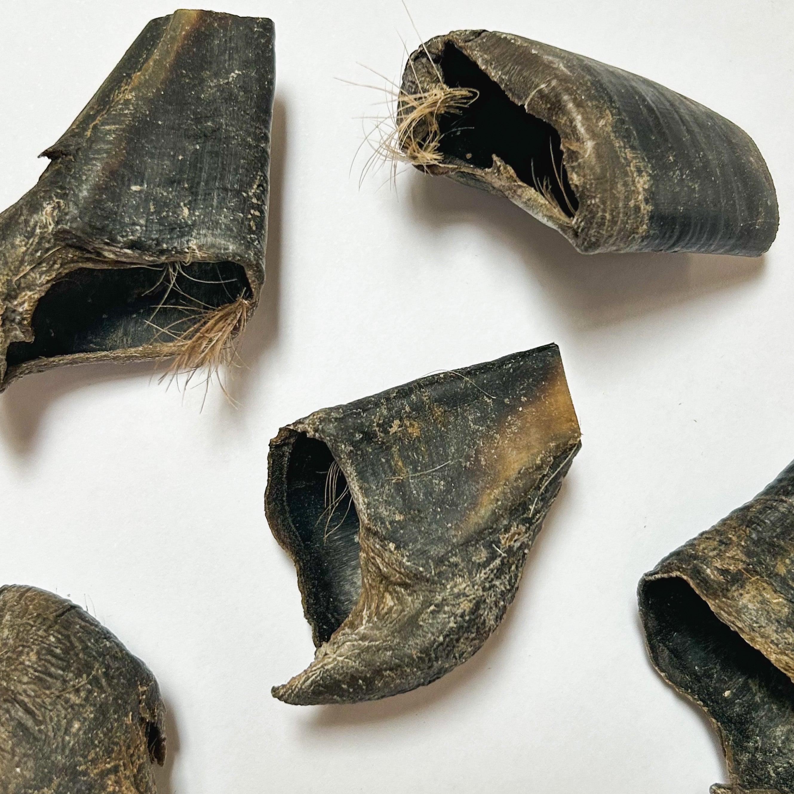 Venison Hoof Nail – Cronch Co